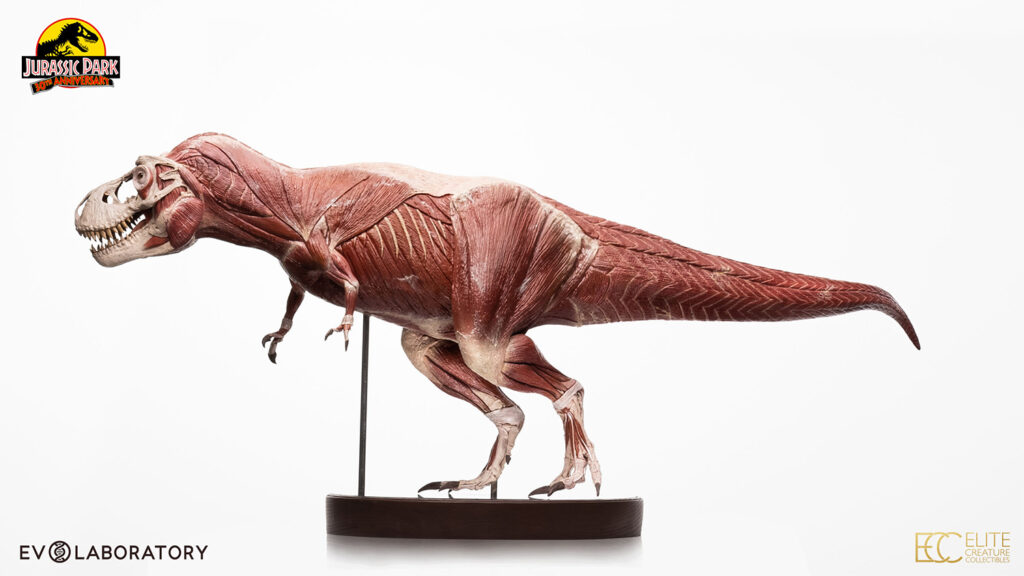 T-Rex Anatomy 1:12 Scale Maquette By Cinemaquette X ECC - Figuristi Store