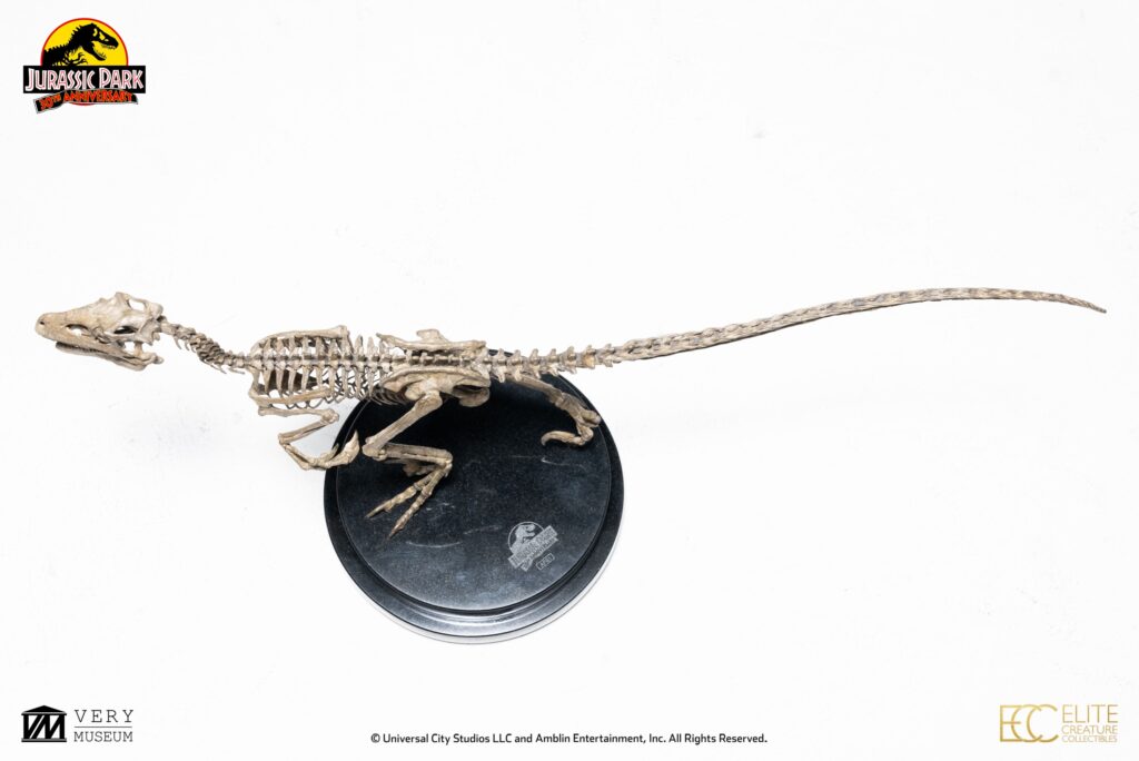 Velociraptor Skeleton Bronze 1:8 Scale Statue By Cinemaquette ...