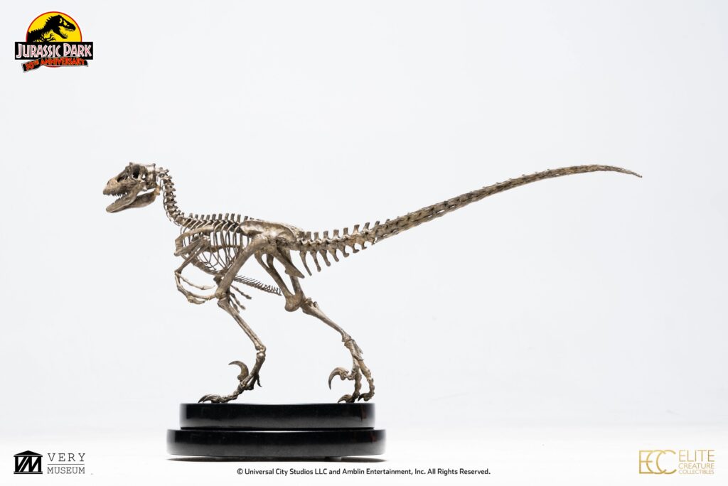 Velociraptor Skeleton Bronze 1:8 Scale Statue By Cinemaquette ...