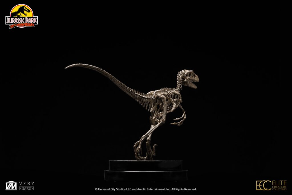 Velociraptor Skeleton Bronze 1:8 Scale Statue By Cinemaquette ...