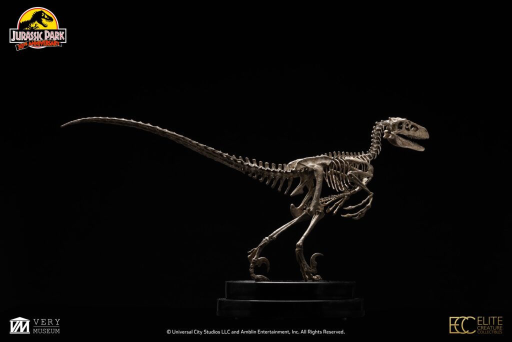 Velociraptor Skeleton Bronze 1:8 Scale Statue By Cinemaquette ...